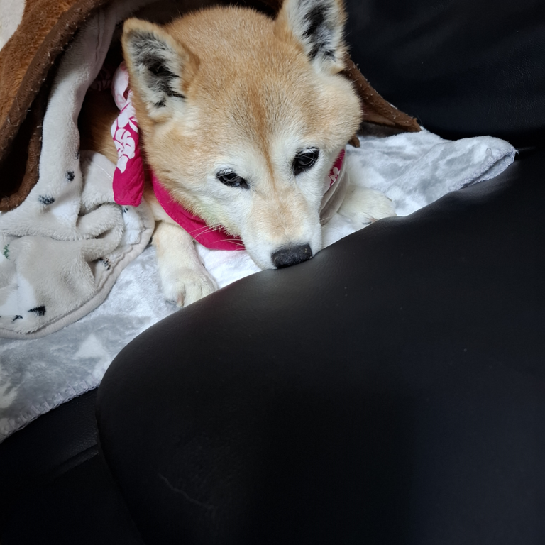 ABCラジオ「宇野さんと小川さん」で、『サムゲタン（参鶏湯）』と『専門店・百年の礎』が紹介されました！ | kimuyseスタッフ日記